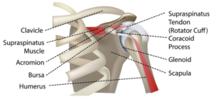 Supraspinatus Tendinopathy - Pro Motion Physiotherapy Thornhill